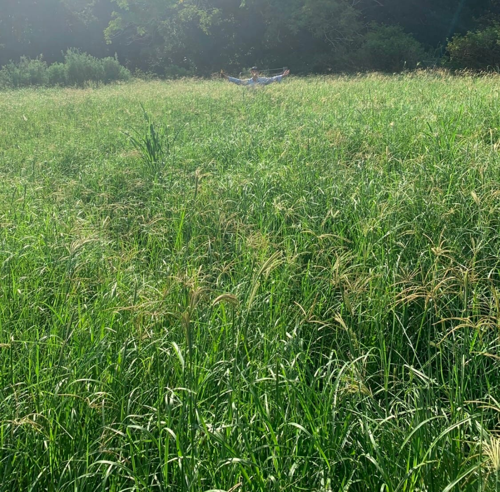 Improved Pastures in Central Queensland - Pasture Portal